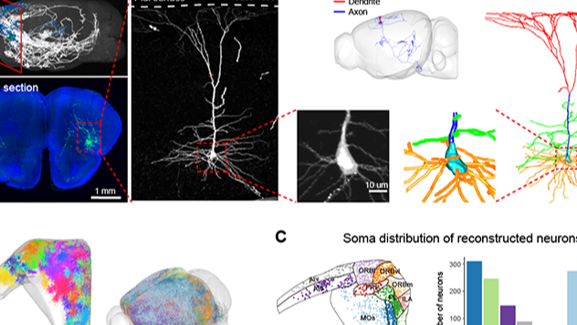 上海脑科学与类脑研究中心